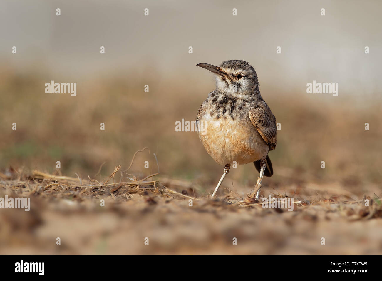 Alaemon alaudipes - Greater Hoopoe-Lark in the semidesert of Boa Vista ...
