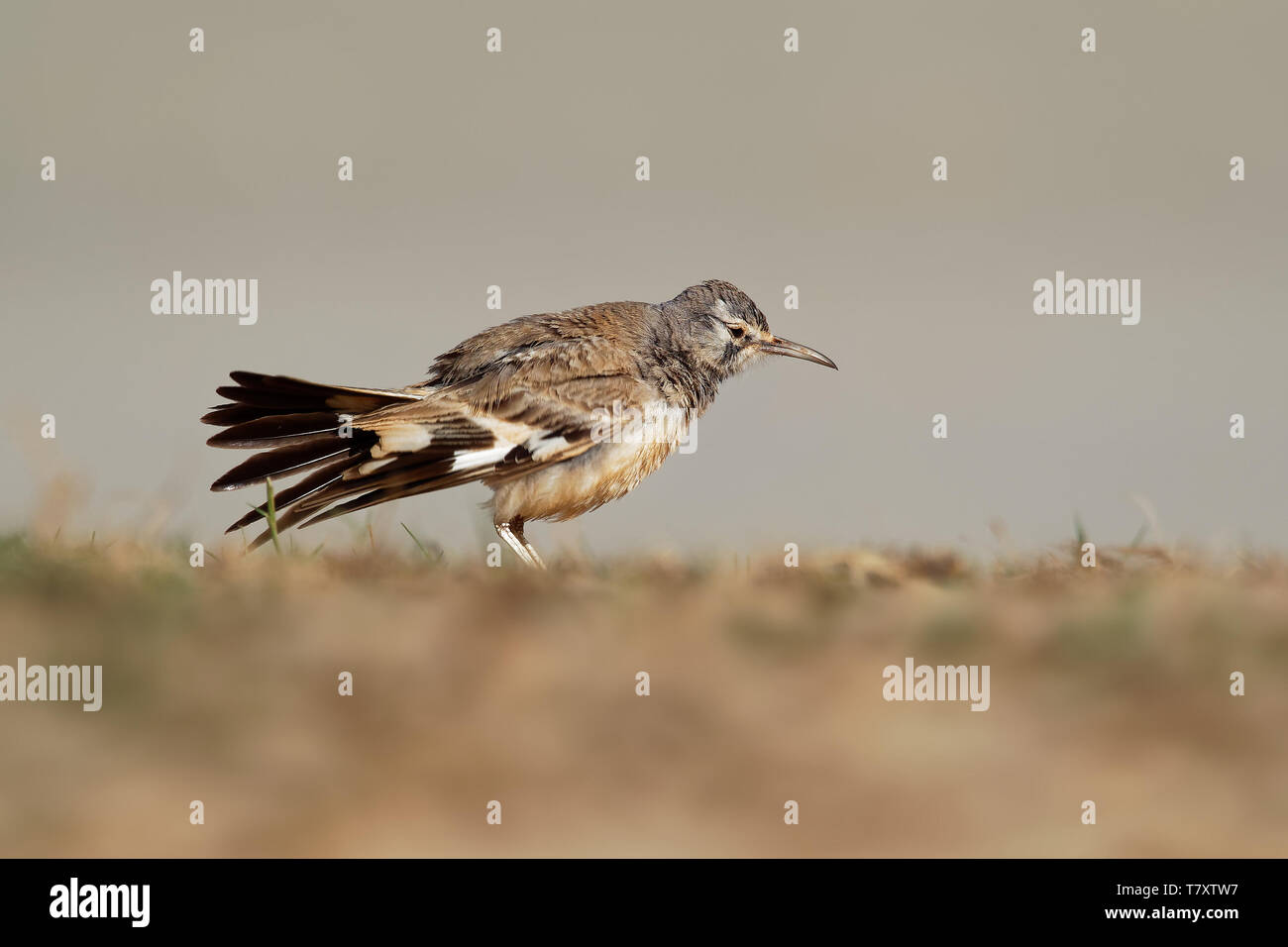 Alaemon alaudipes - Greater Hoopoe-Lark in the semidesert of Boa Vista ...