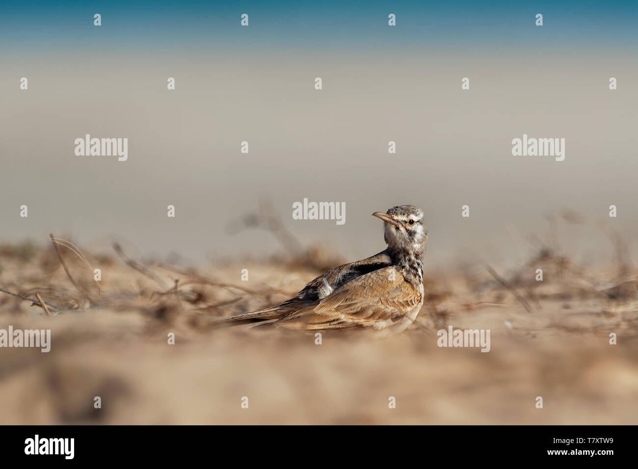 Alaemon alaudipes - Greater Hoopoe-Lark in the semidesert of Boa Vista ...