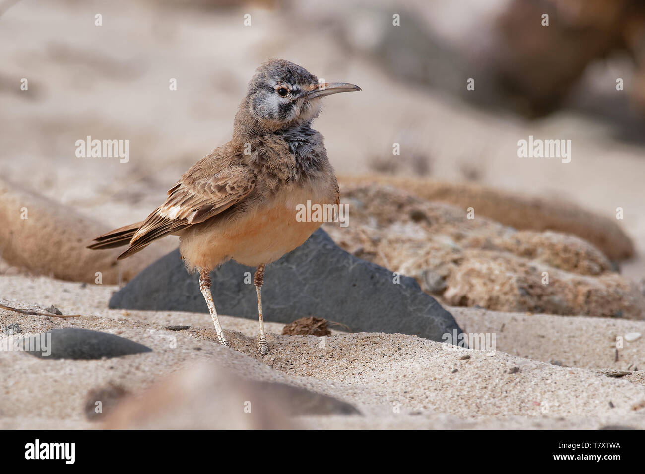 Alaemon alaudipes - Greater Hoopoe-Lark in the semidesert of Boa Vista ...
