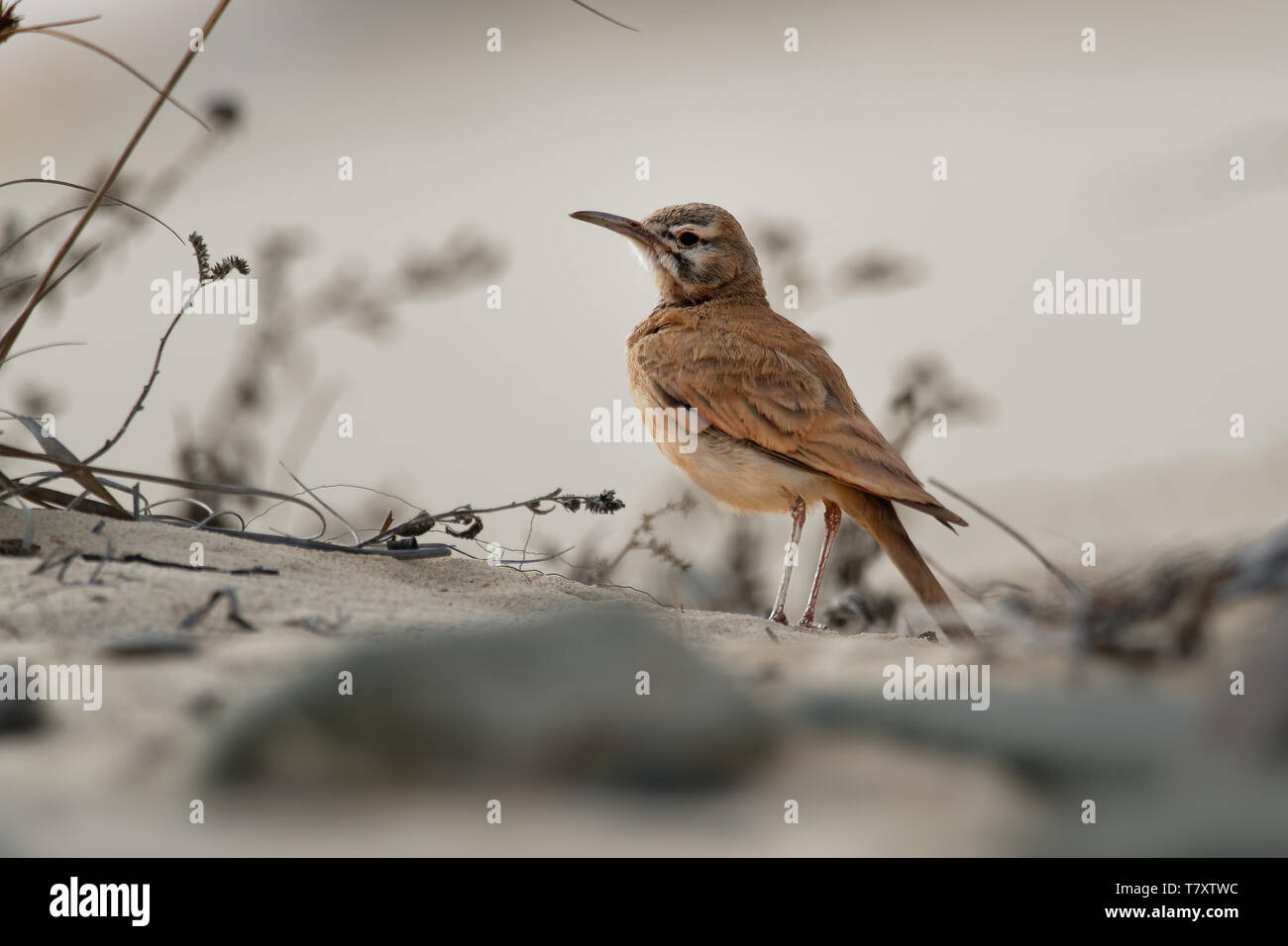 Alaemon alaudipes - Greater Hoopoe-Lark in the semidesert of Boa Vista ...