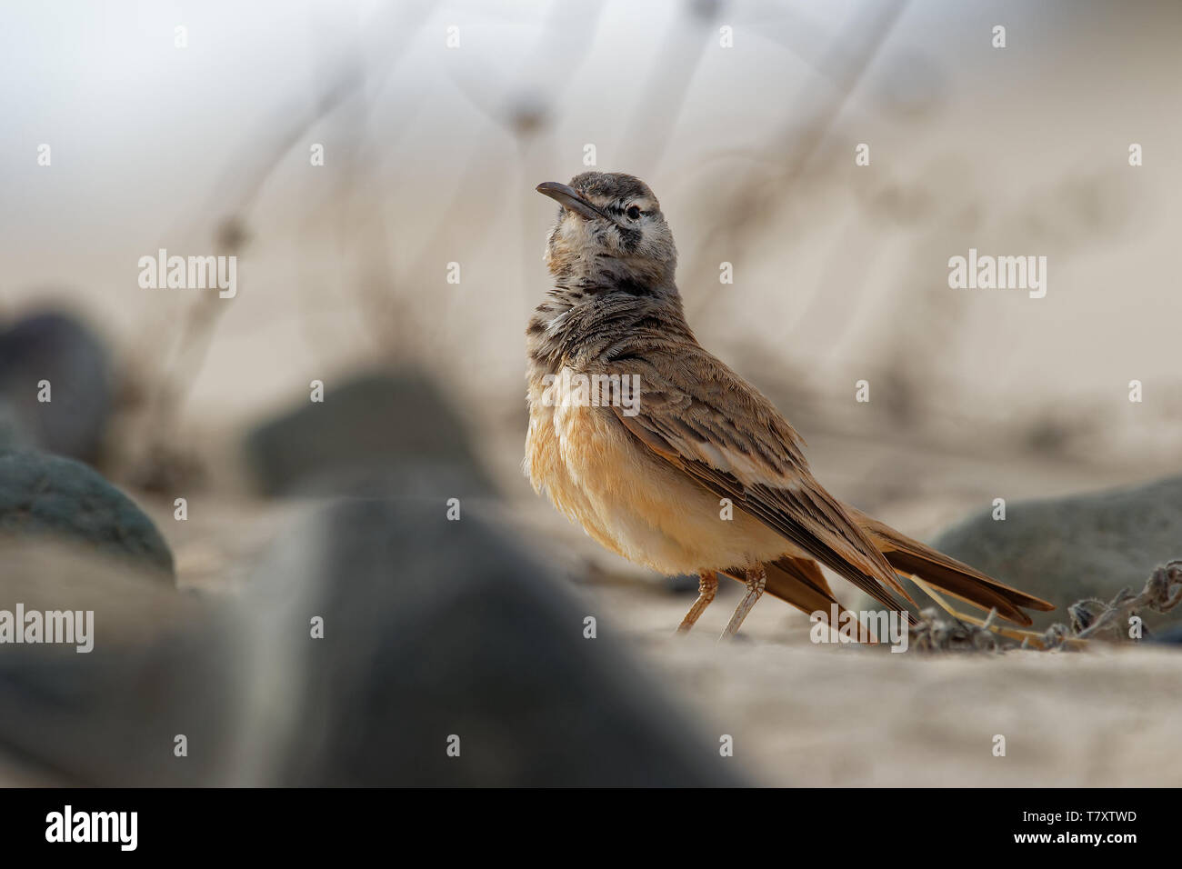 Alaemon alaudipes - Greater Hoopoe-Lark in the semidesert of Boa Vista ...