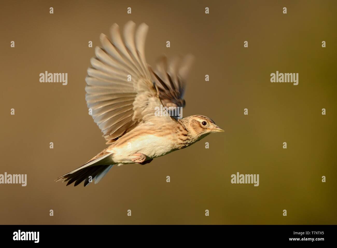 Sky Lark (Alauda arvensis) flying over the field with brown backgrond ...
