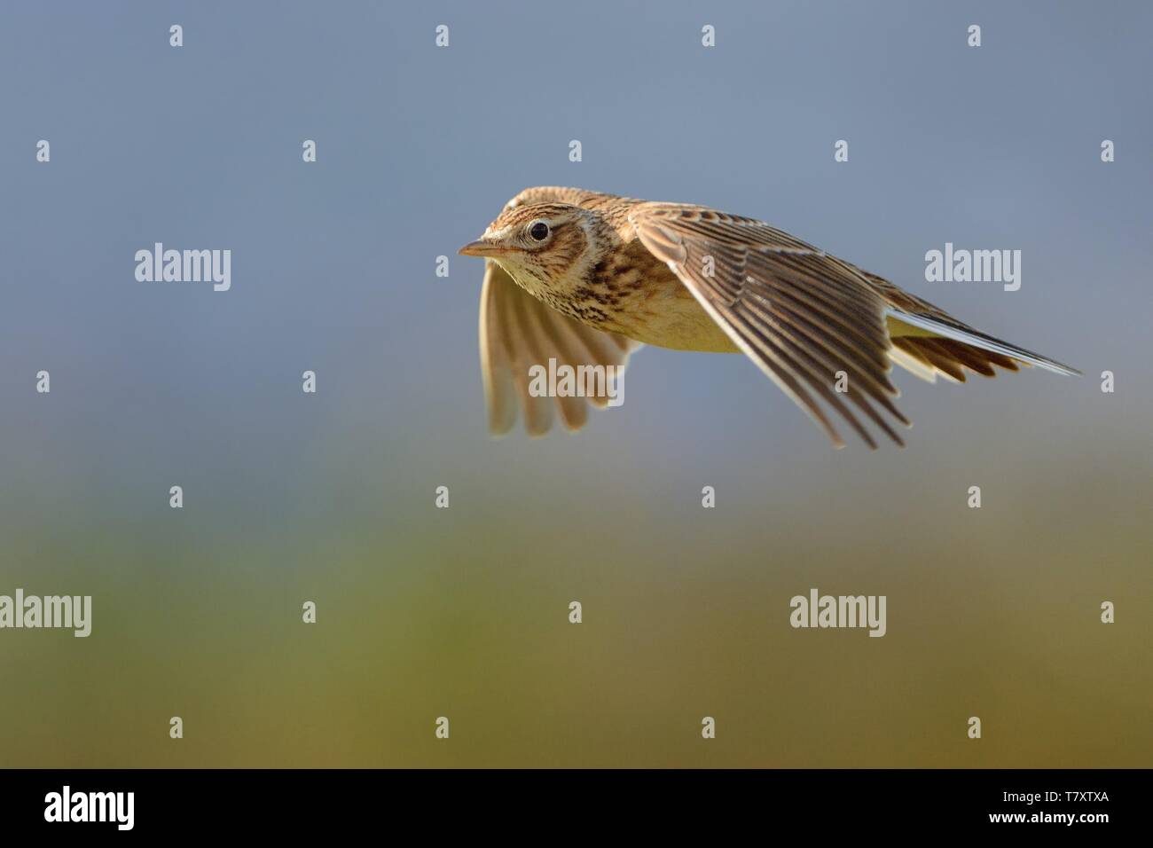Skylark flying hi-res stock photography and images - Alamy