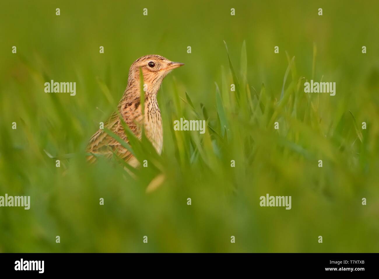 Field lark hi-res stock photography and images - Alamy