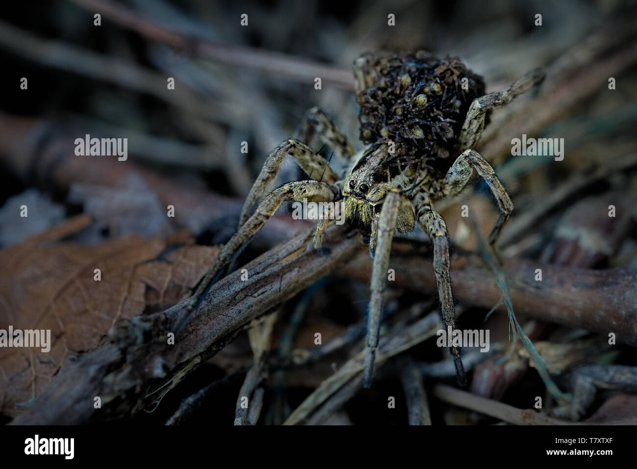Hogna radiata species of wolf spider present in South Europe, north ...