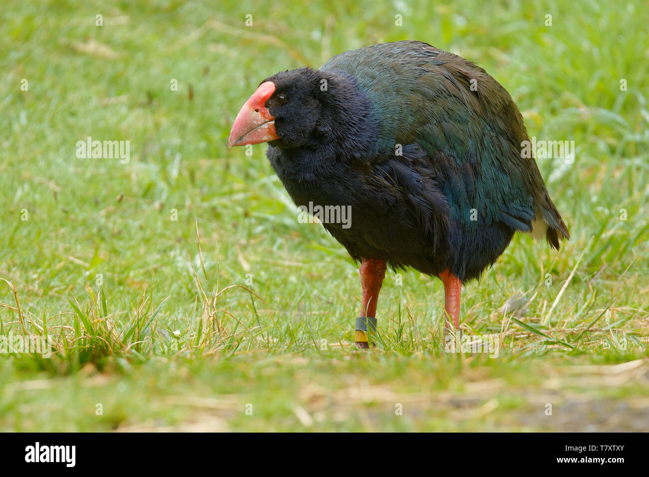 Takahe - Porphyrio hochstetteri endemic hen from New Zealand, blue ...