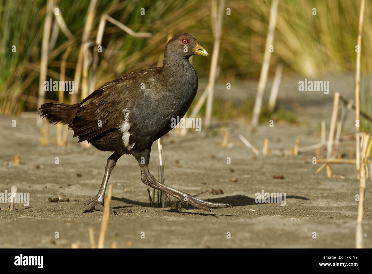 Tasmanian native hen hi-res stock photography and images - Alamy