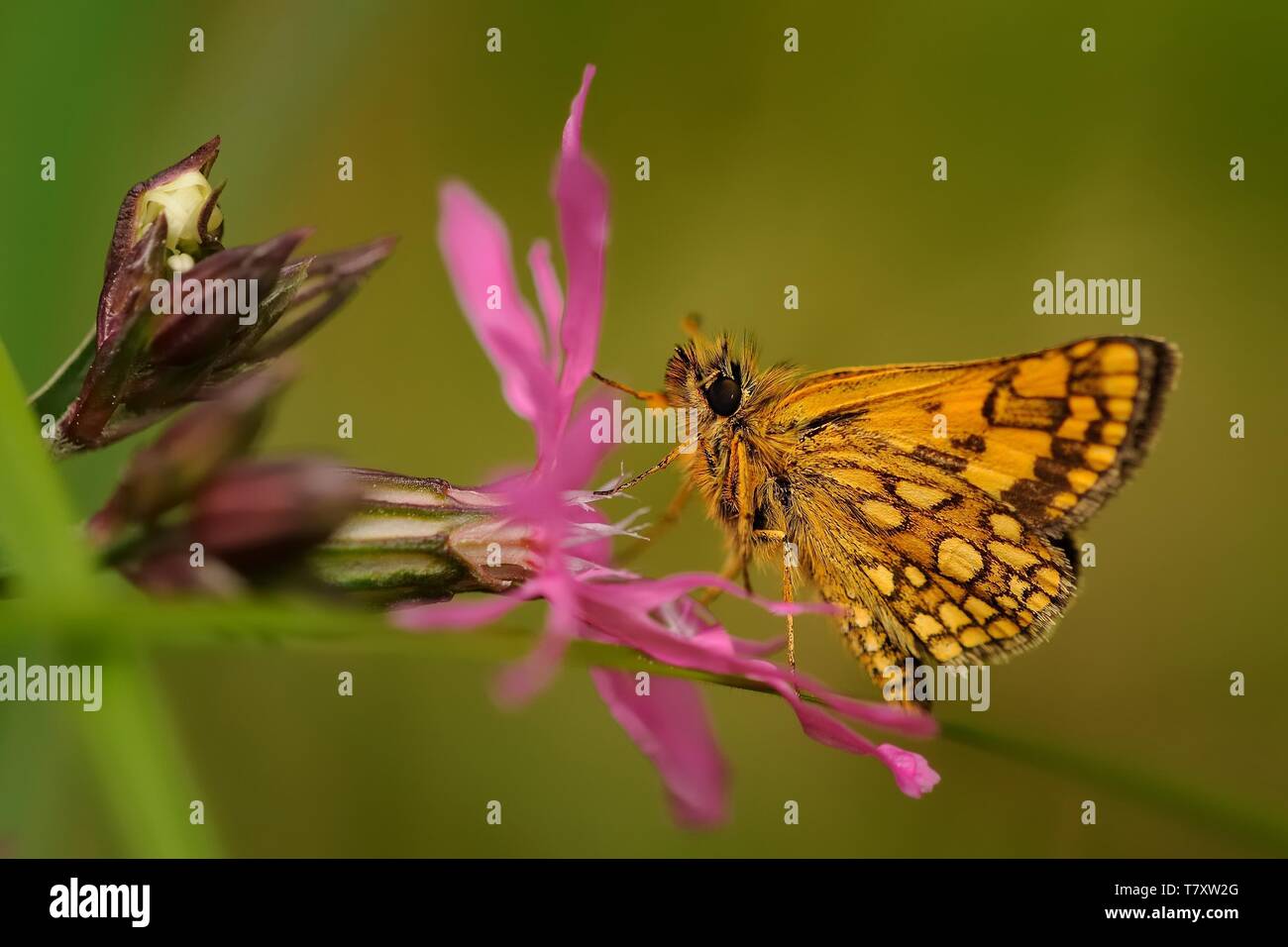 Carterocephalus palaemon - butterfly on the flower, green background ...