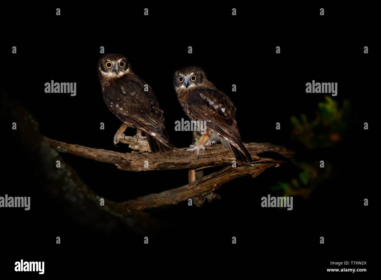Southern Boobook - Ninox boobook small owl from Australia in the night ...