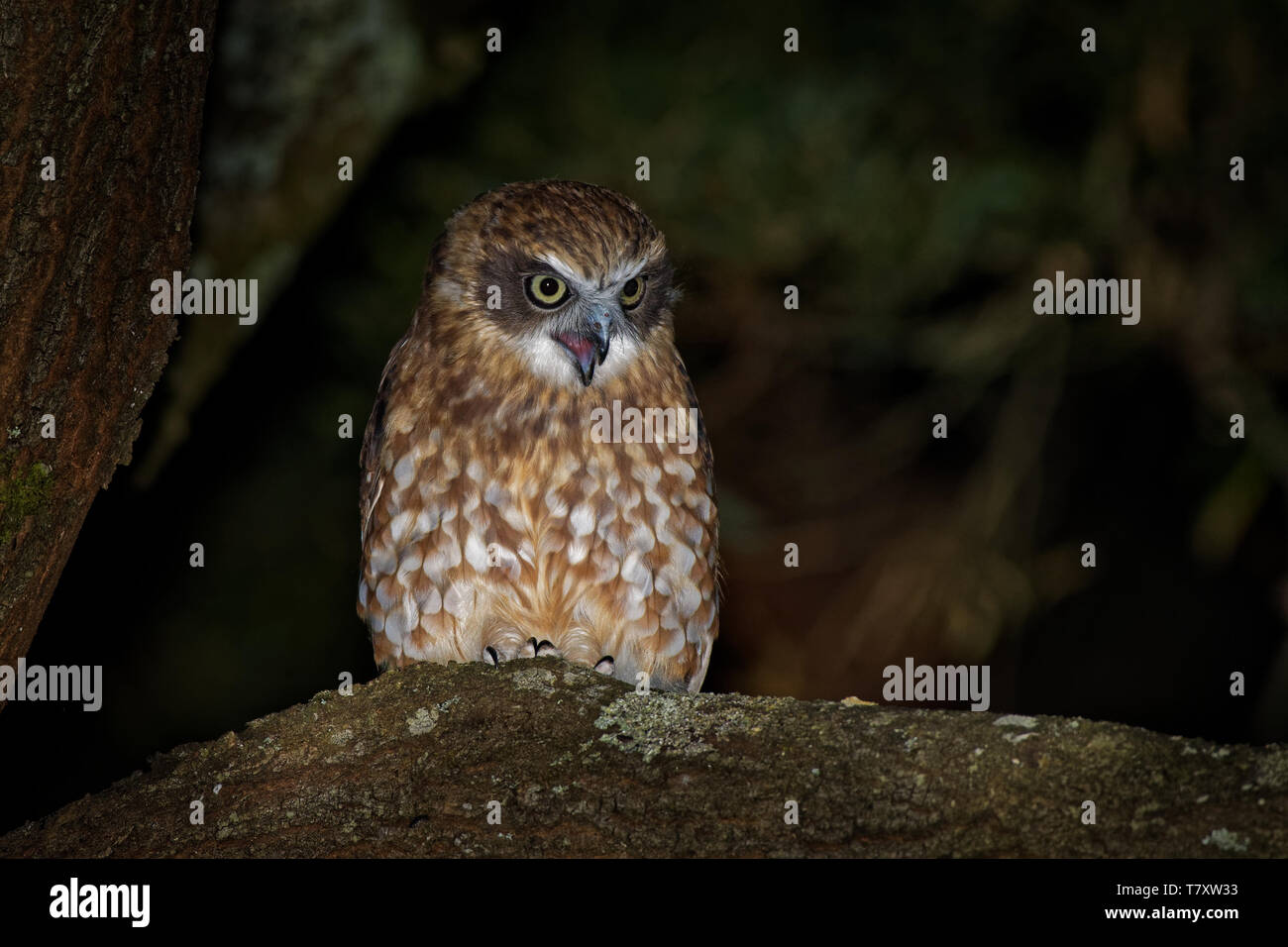 Southern Boobook - Ninox boobook small owl from Australia in the night ...