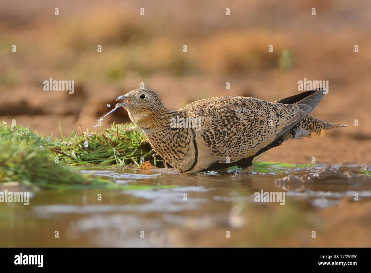 The male of Black-bellied Sandgrouse (Pterocles orientalis) sitting ...