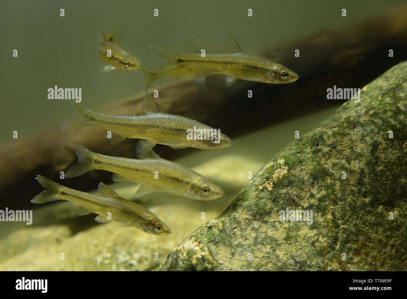 Gudgeon fish hi-res stock photography and images - Alamy