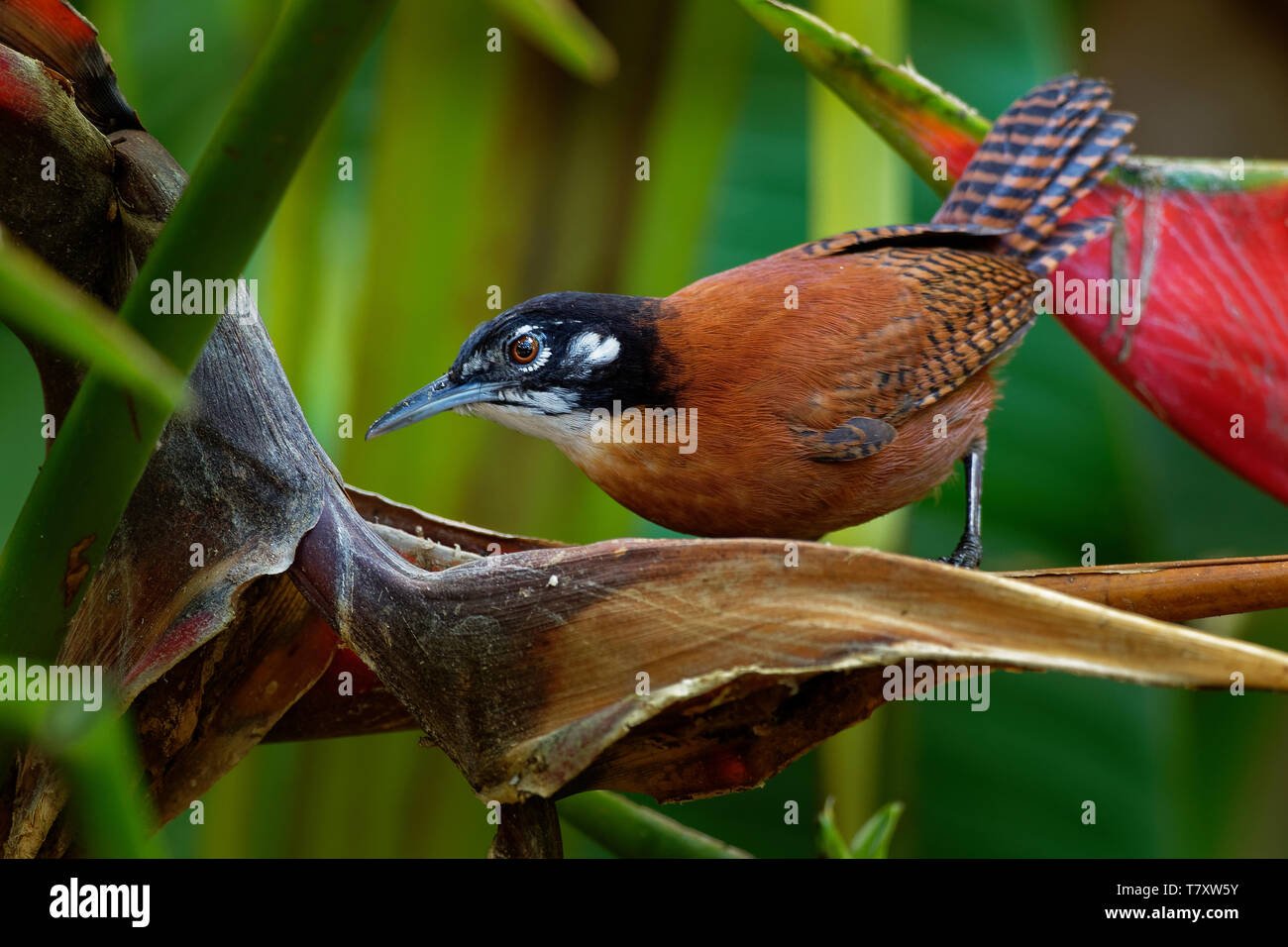 Bay Wren - Cantorchilus nigricapillus is a highly vocal wren species of ...