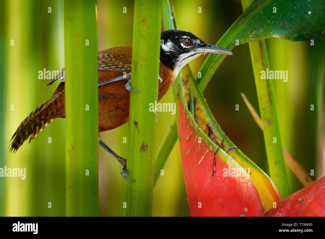 Tropical vocal hi-res stock photography and images - Alamy