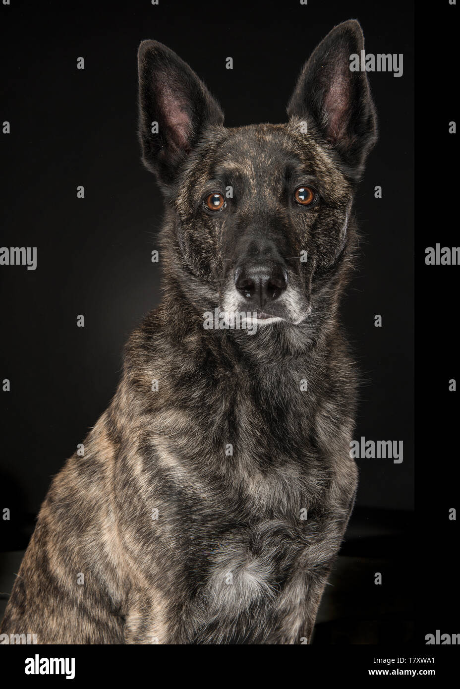 Dutch Shepherd Greyhound Mix