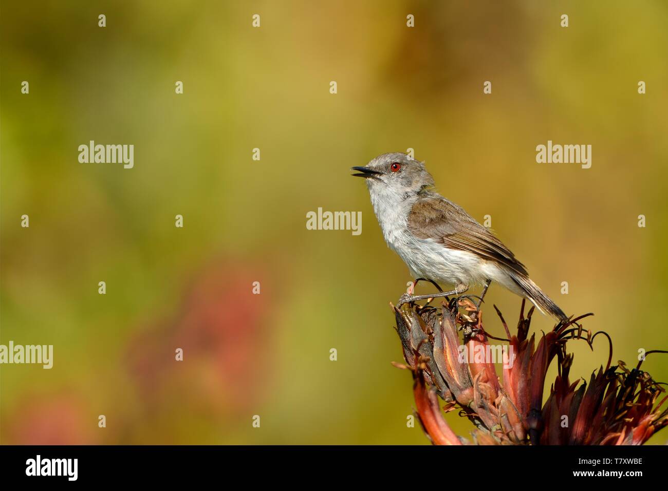 Igata gerygone hi-res stock photography and images - Alamy