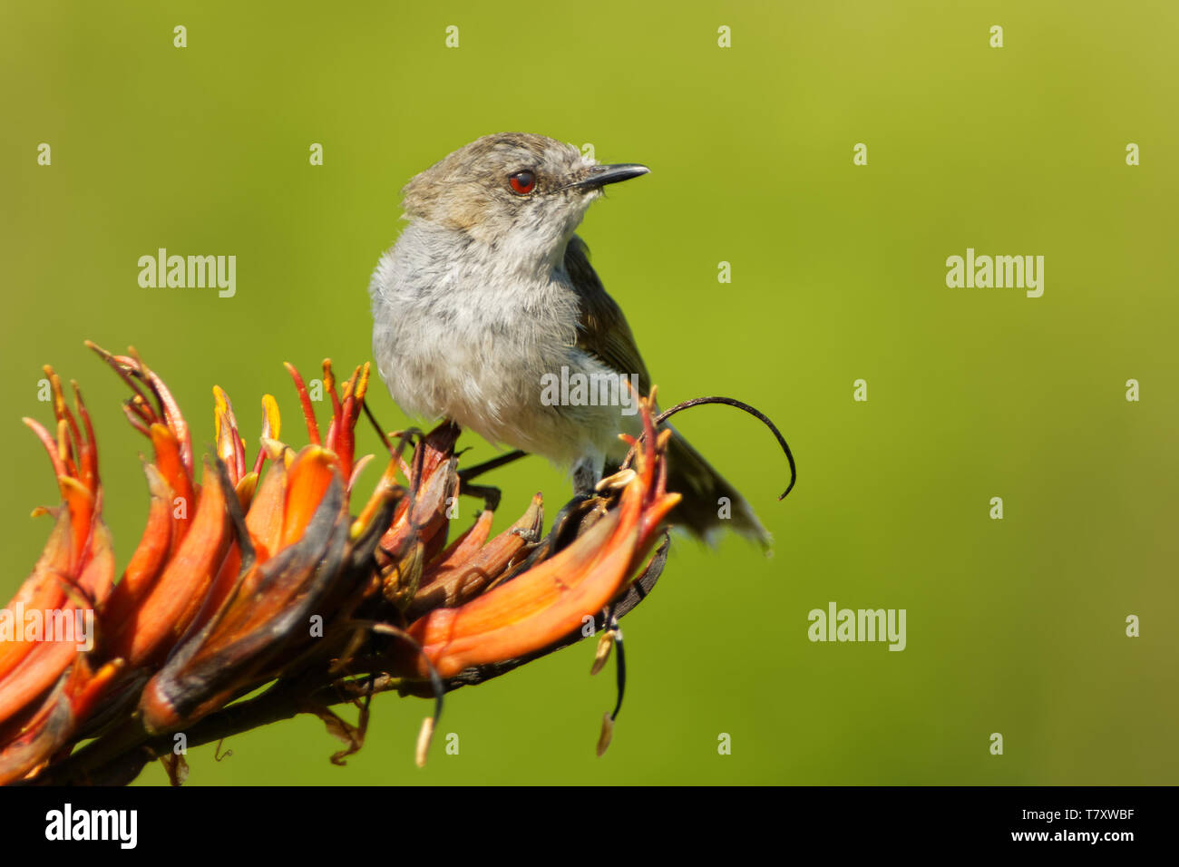 Grey warbler - Gerygone igata - riroriro common small bird from New ...