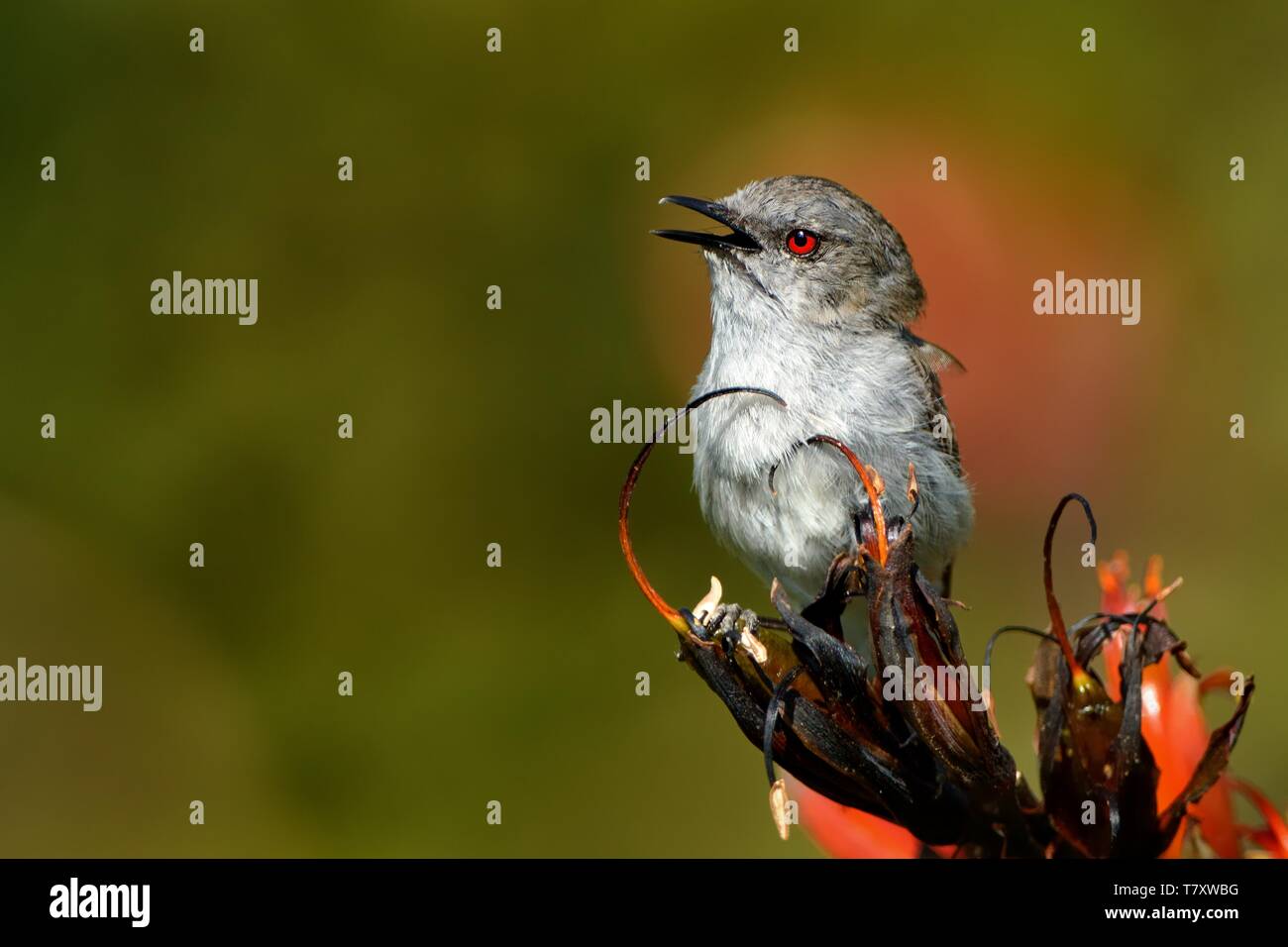 Kiwi new zealand conservation hi-res stock photography and images - Alamy