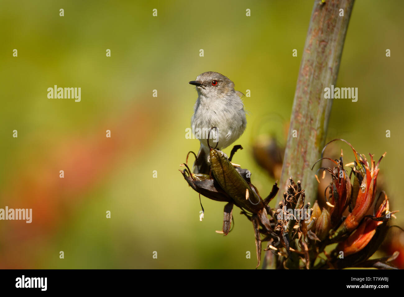 Grey warbler - Gerygone igata - riroriro common small bird from New ...