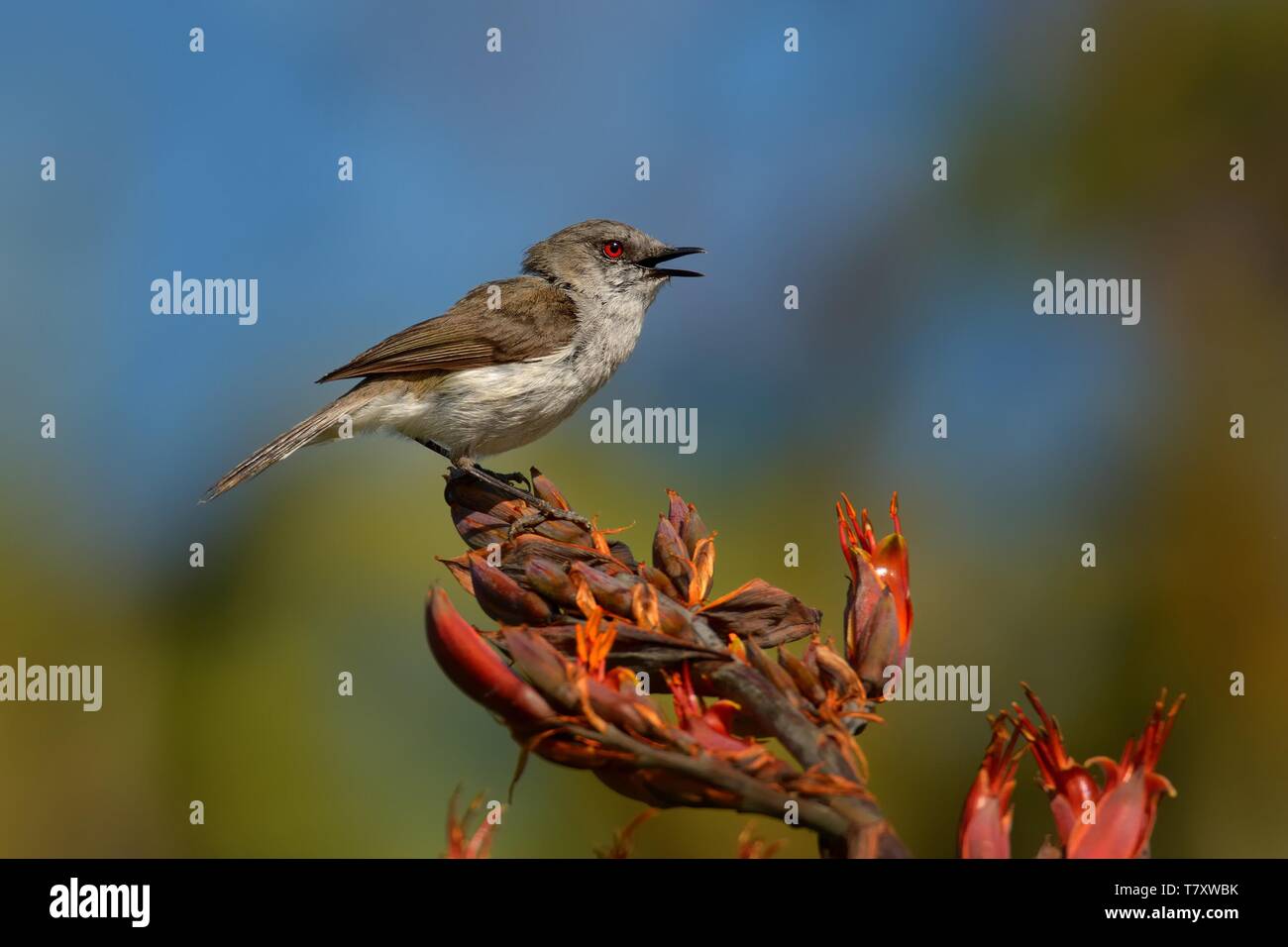Grey warbler - Gerygone igata - riroriro common small bird from New ...