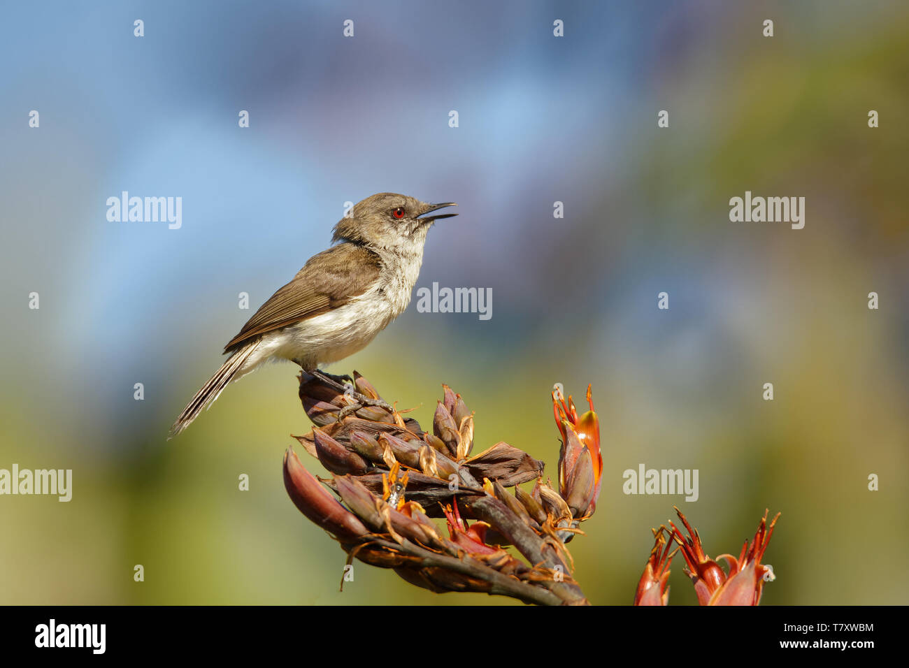 Grey warbler - Gerygone igata - riroriro common small bird from New ...