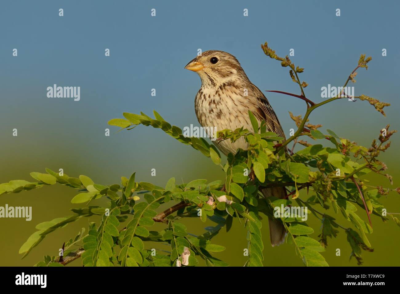 Corn Bunting - Emberiza calandra on the branch Stock Photo - Alamy