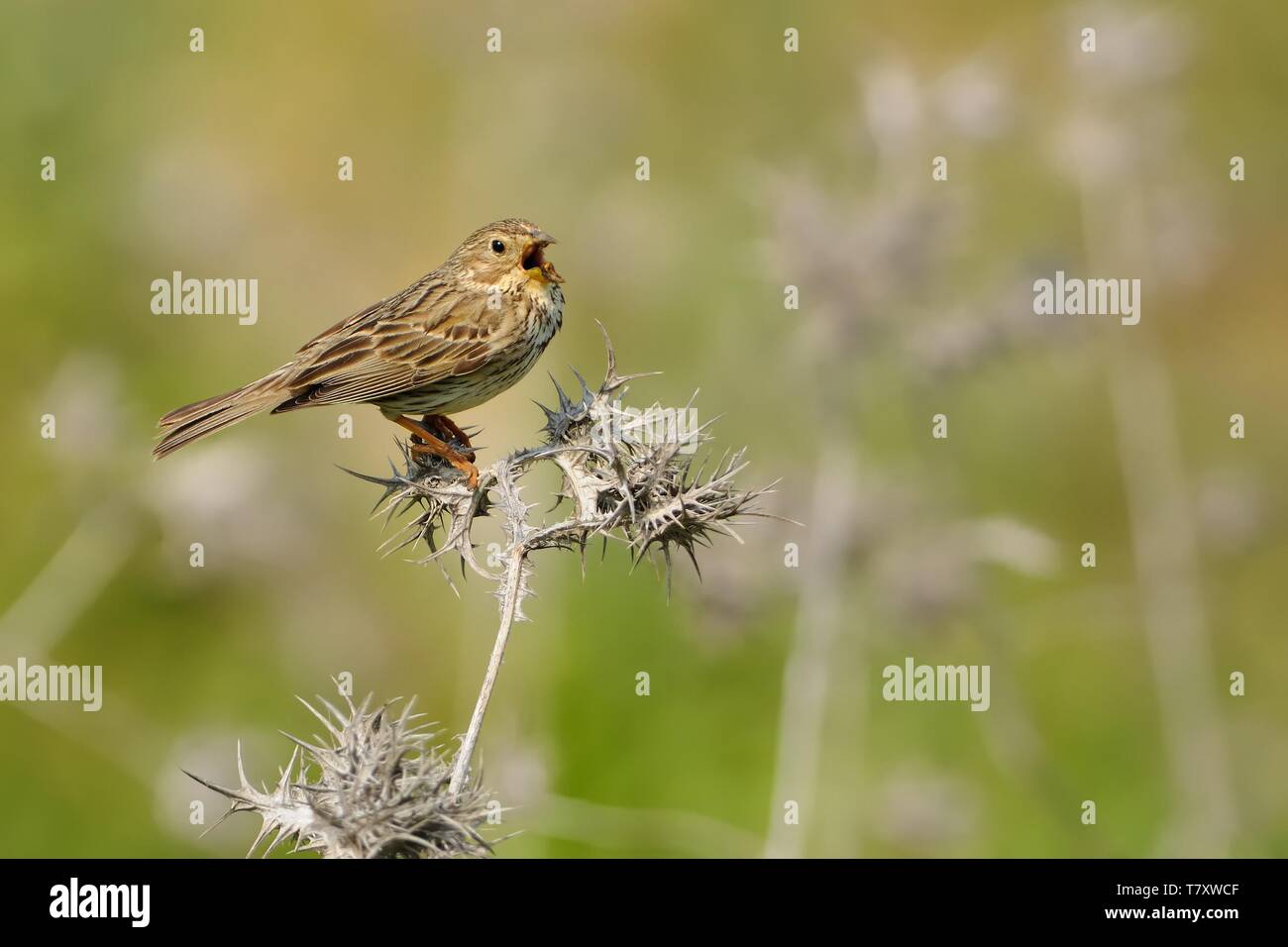Singing Corn Bunting - Emberiza calandra on the branch Stock Photo - Alamy