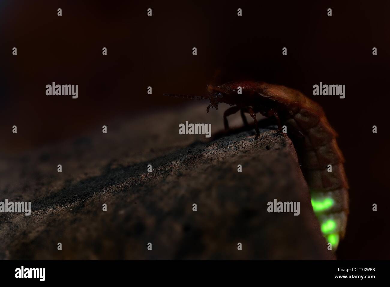 Female common glow worm hi-res stock photography and images - Alamy