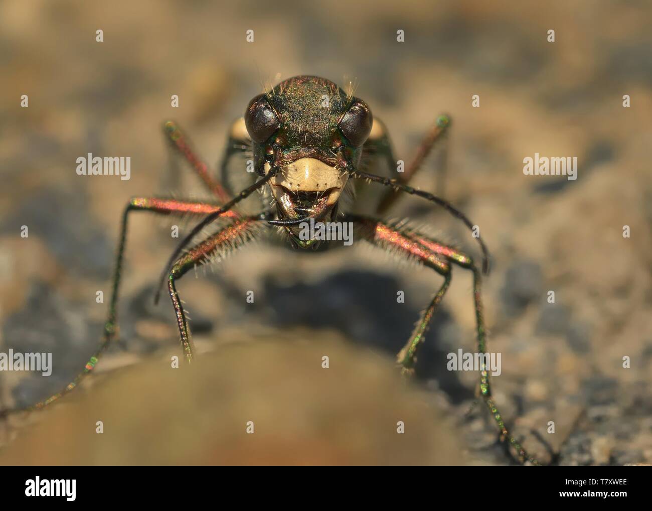 Hunter insects hi-res stock photography and images - Alamy
