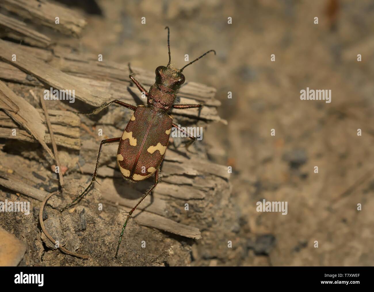 Hunter insects hi-res stock photography and images - Alamy