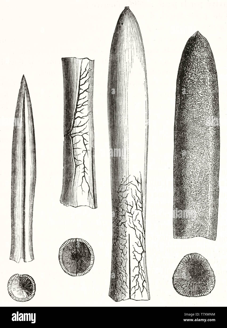 Ancient outline style illustration of Belemnitida fossils and thei ...