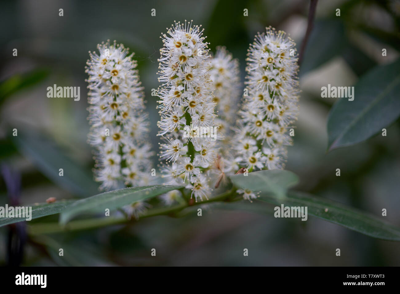 Prunus laurocerasus, also known as cherry laurel, common laurel and ...