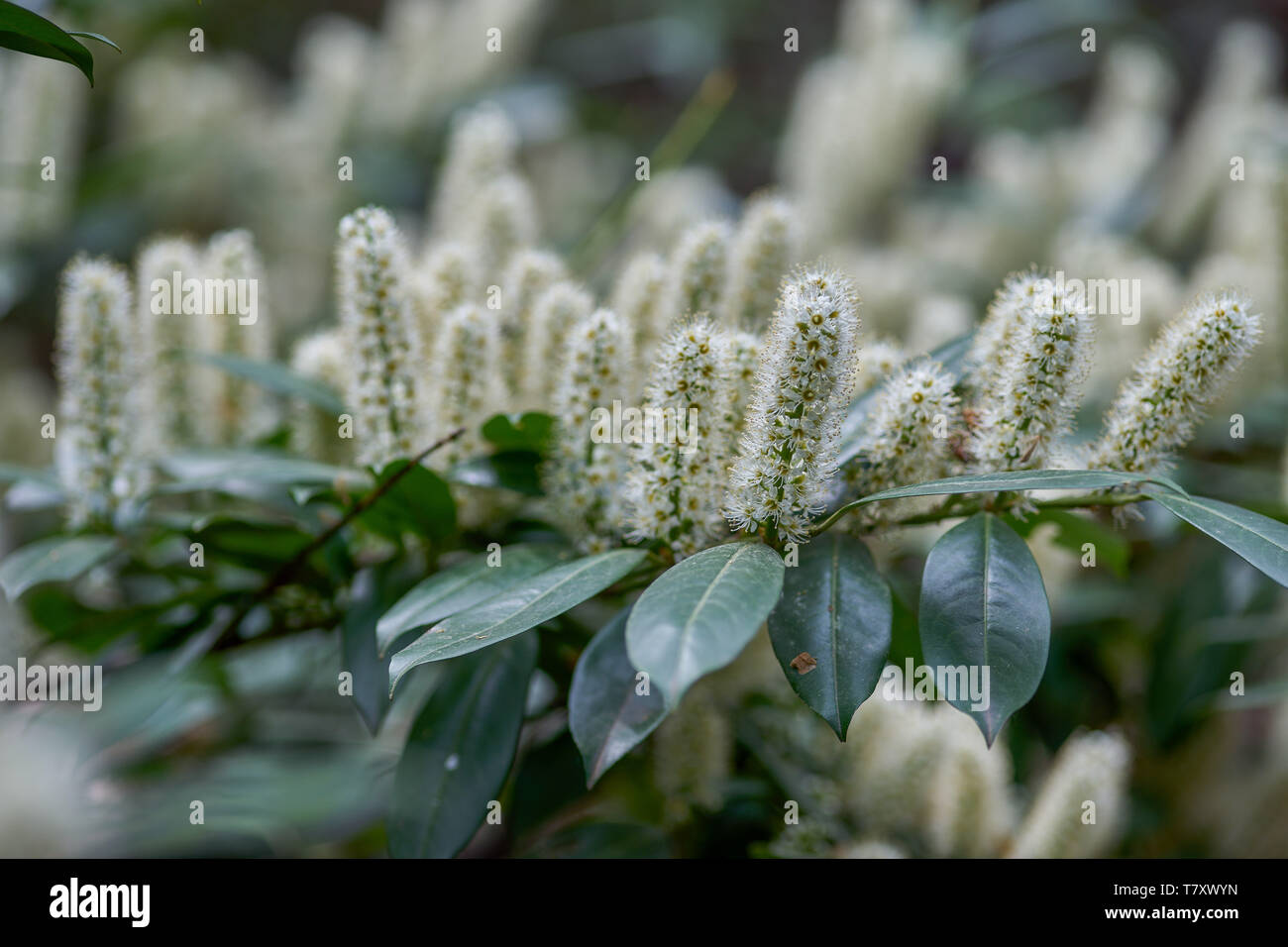 Prunus laurocerasus, also known as cherry laurel, common laurel and ...