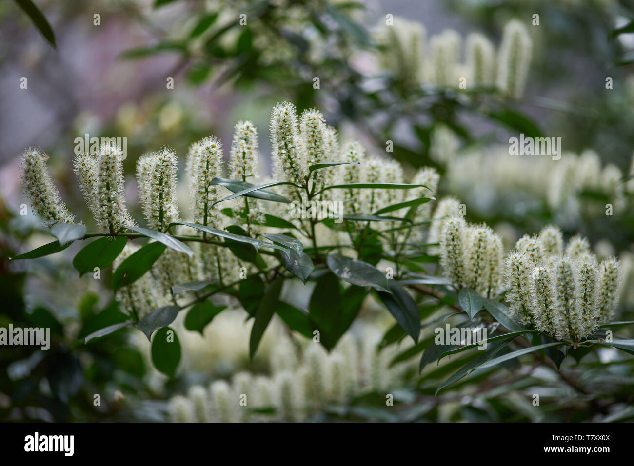 Prunus laurocerasus, also known as cherry laurel, common laurel and ...