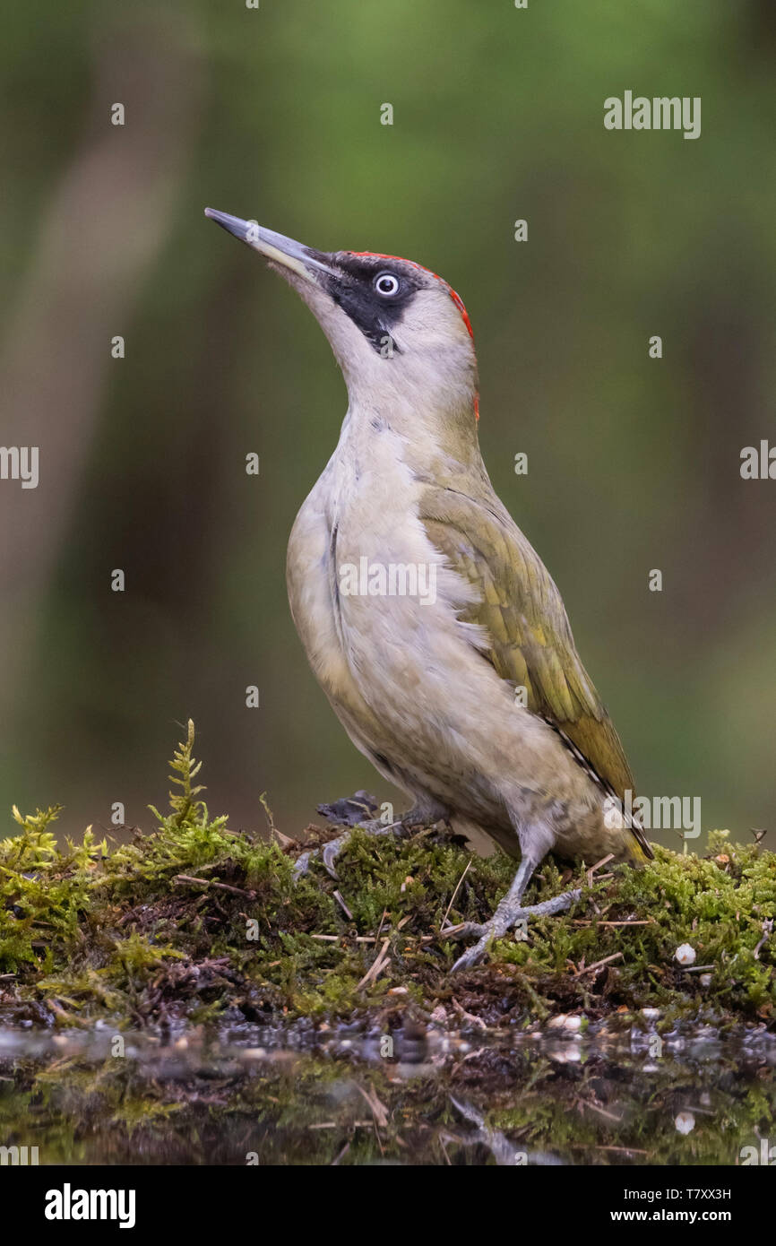 European green woodpecker (Picus viridis Stock Photo - Alamy