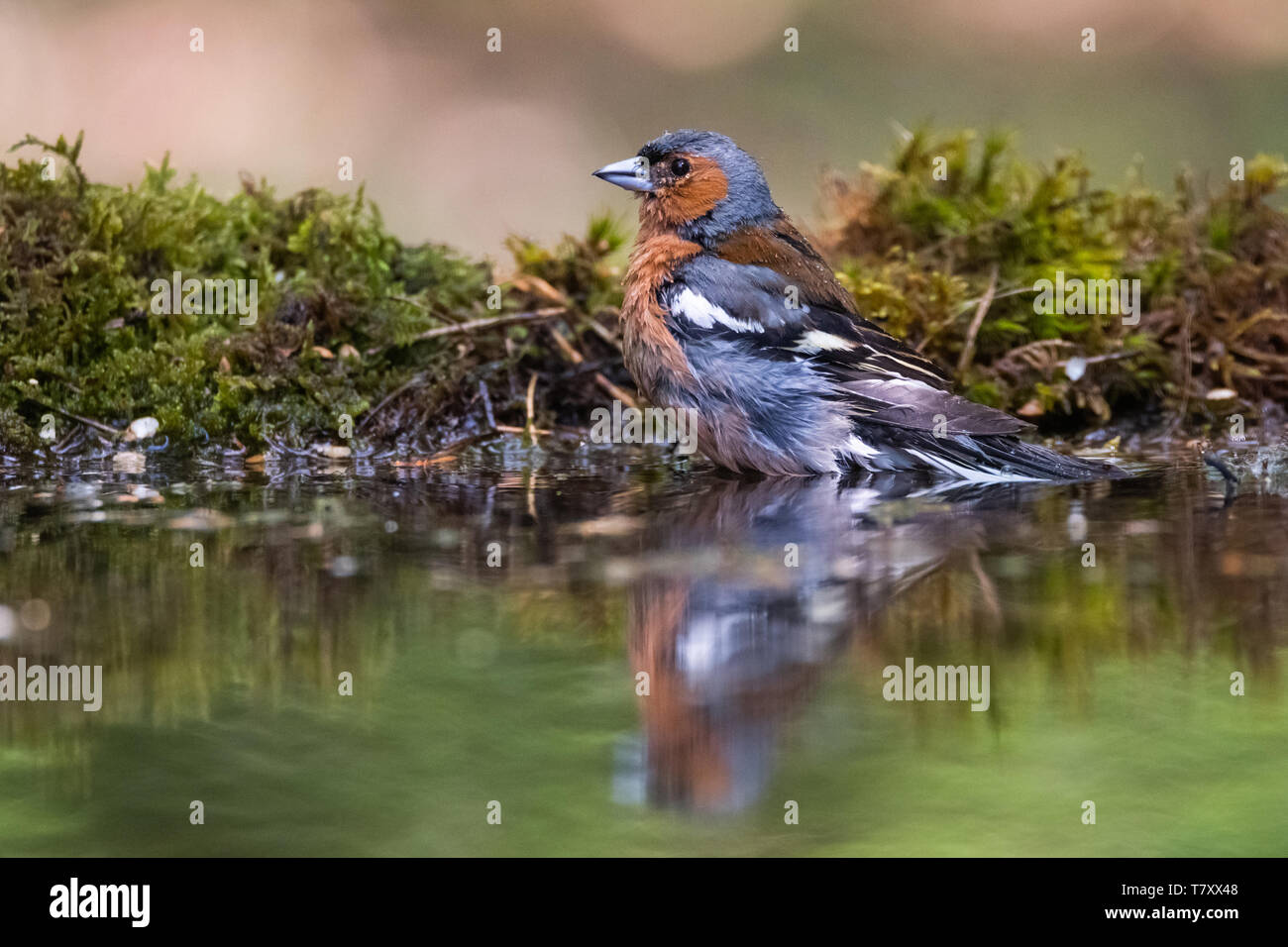 Chaffinch in natural habitat hi-res stock photography and images - Alamy