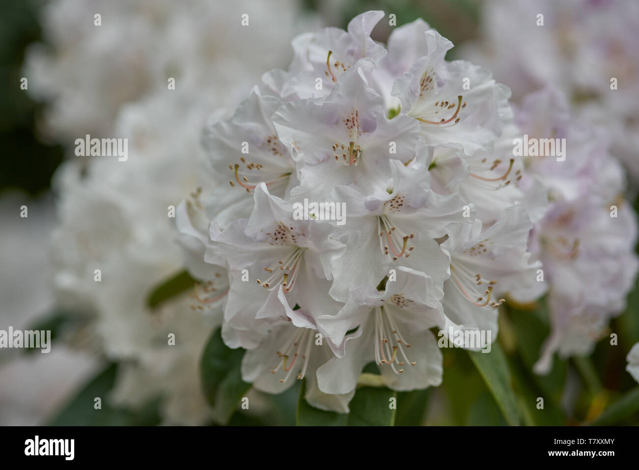 Rhododendron Hercules flower close up Stock Photo - Alamy
