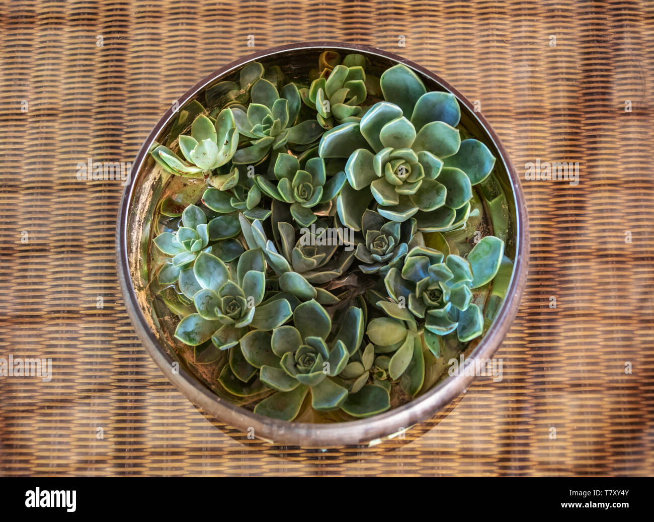 Bud shape flowers hi-res stock photography and images - Alamy