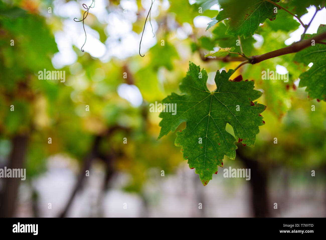 Vine leaf hi-res stock photography and images - Alamy