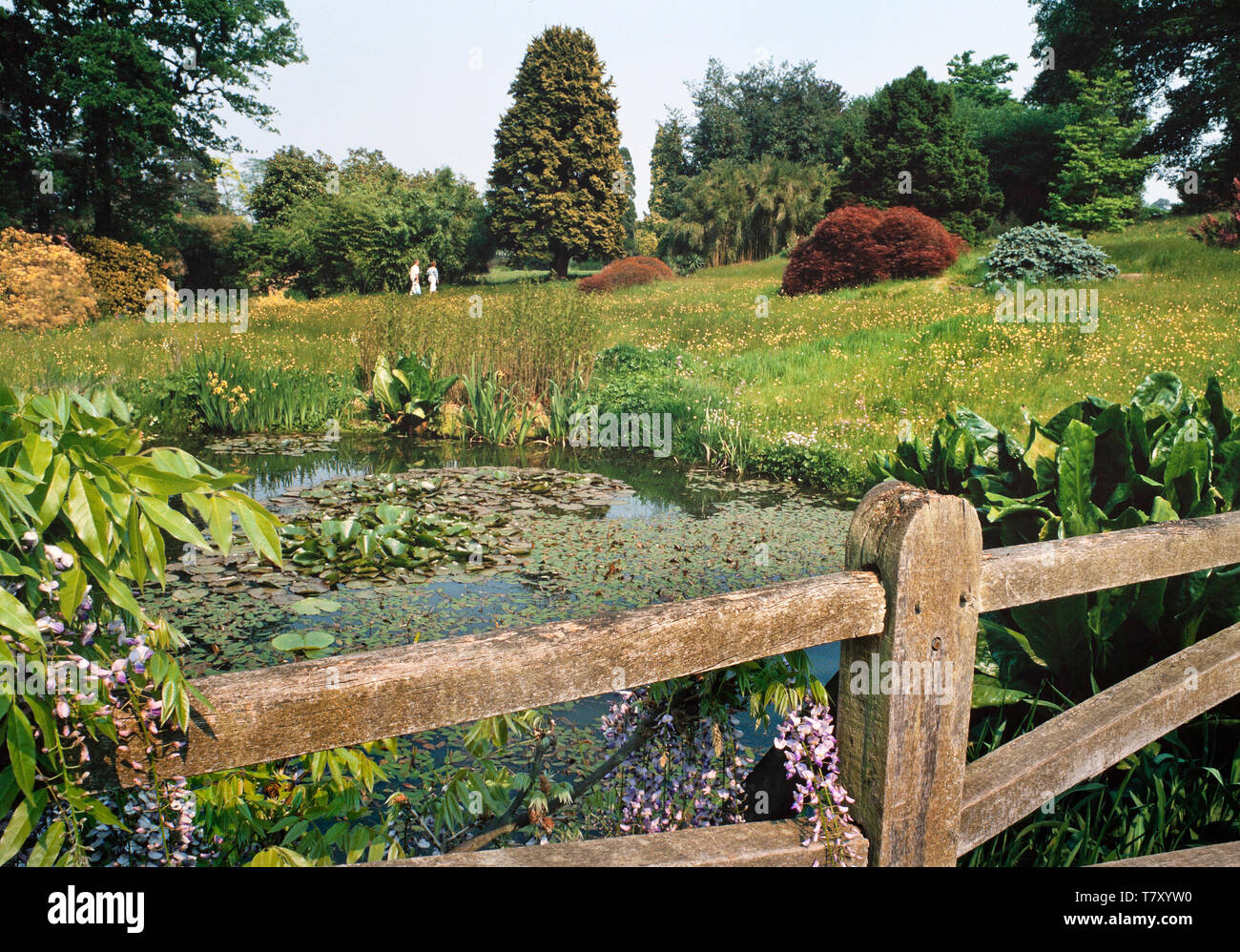 Tranquil garden pond scene, mature fence, diverse varieties of shrubs ...