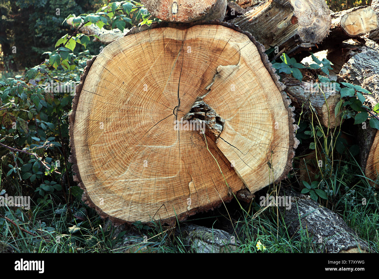 Dividing section hi-res stock photography and images - Alamy