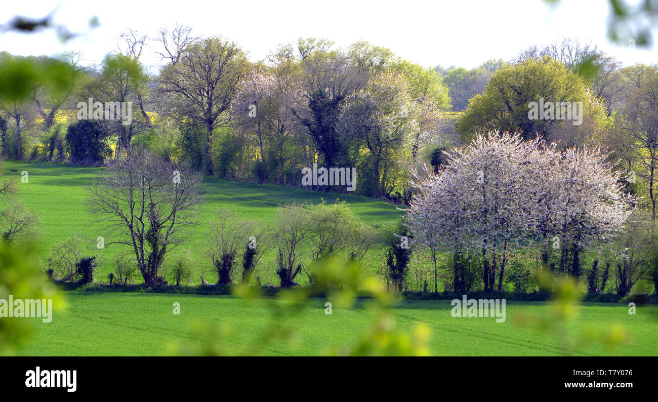 Wheat fields surrounded by hedgerows in spring (Mayenne, Loire country ...