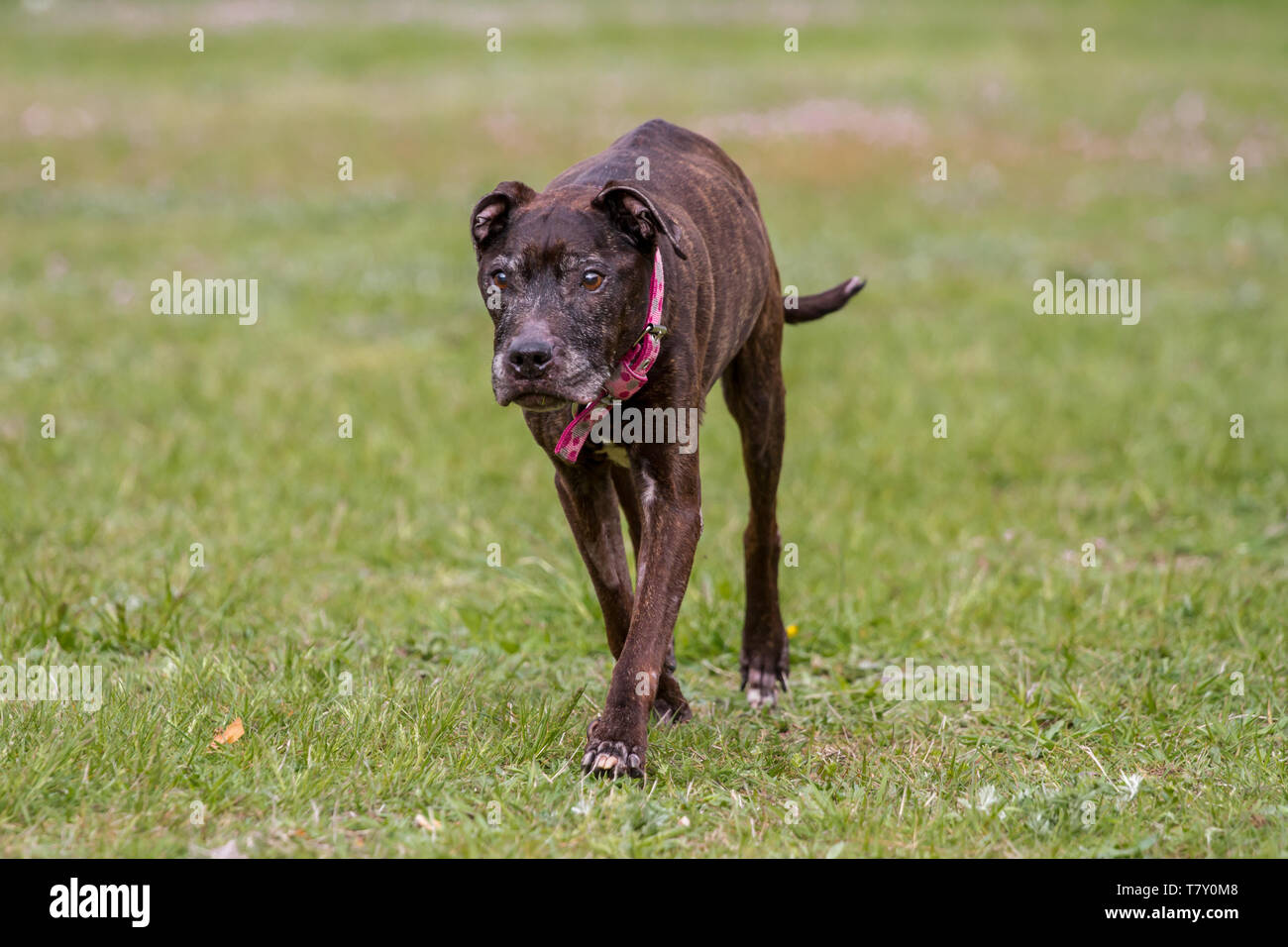 Brindle old senior American Pit Bull Terrier female dog Stock Photo - Alamy