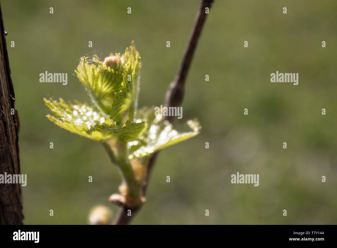 The first leaves of young grapes bloom in spring Stock Photo - Alamy