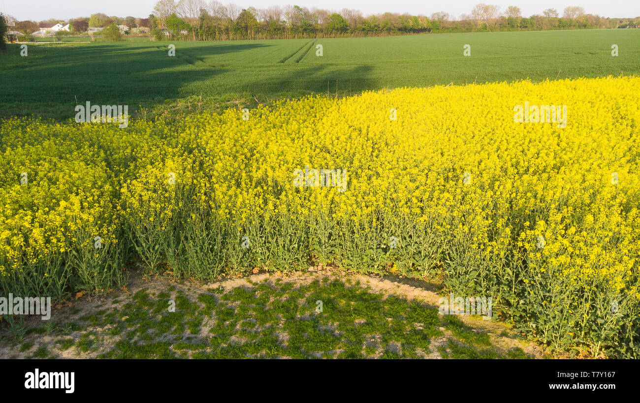 Rapeseeds hi-res stock photography and images - Alamy