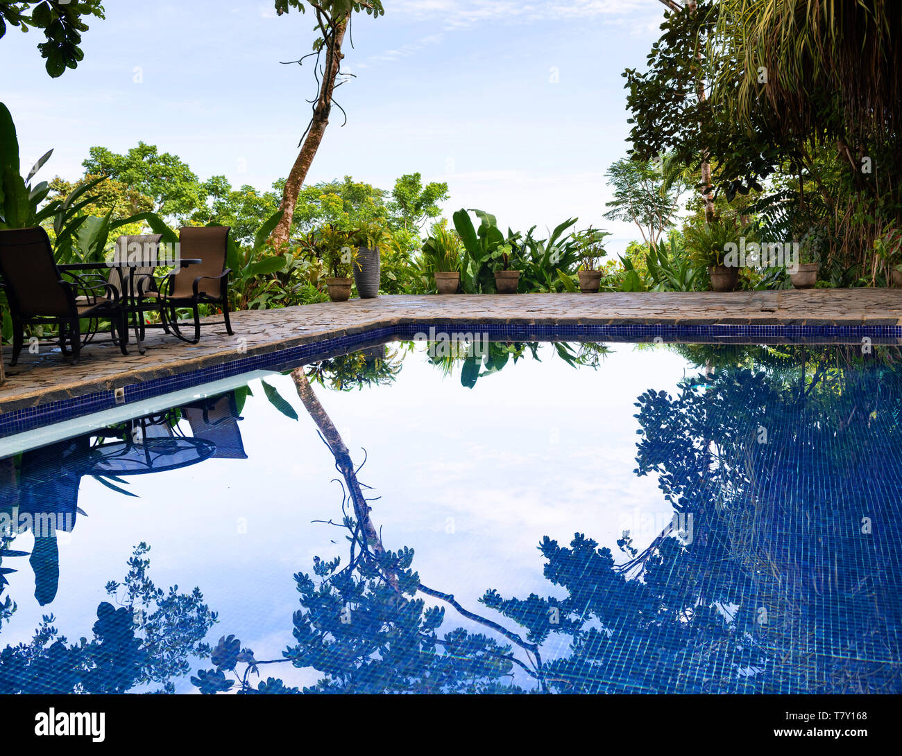 A swimming pool with calm water and refection of jungle plants in it ...