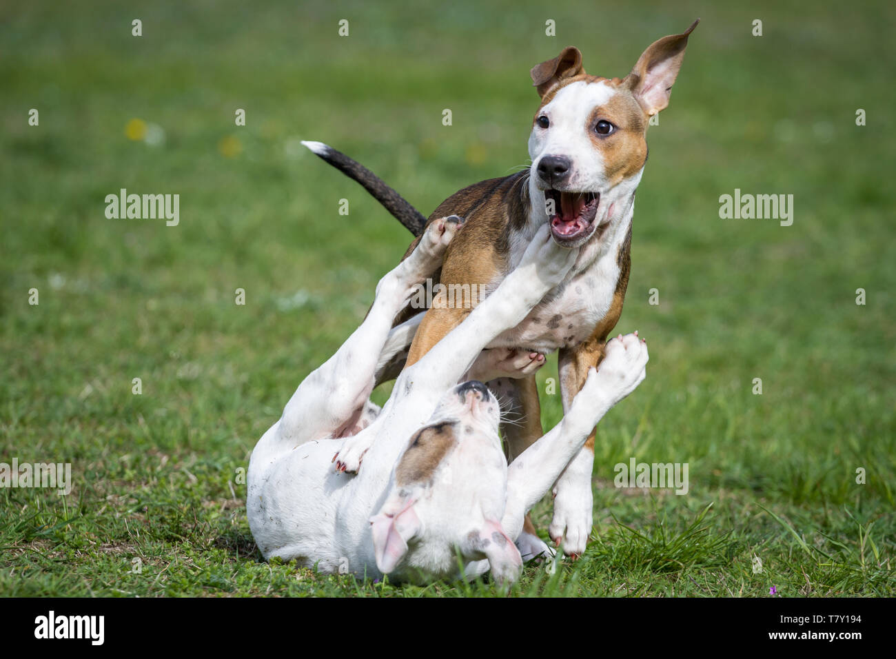 Two Pit Bull puppies playing on a meadow Stock Photo - Alamy