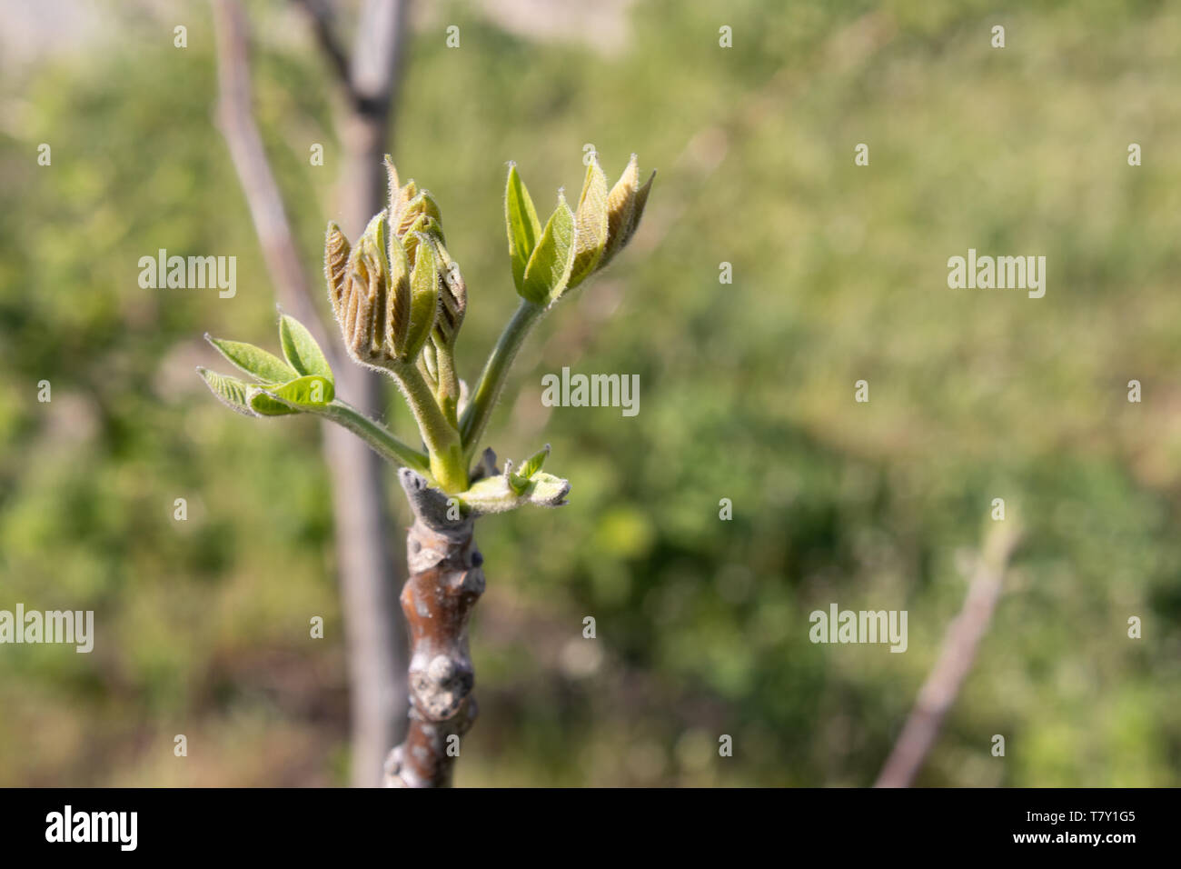 The first leaves of a young walnut grow in spring Stock Photo - Alamy