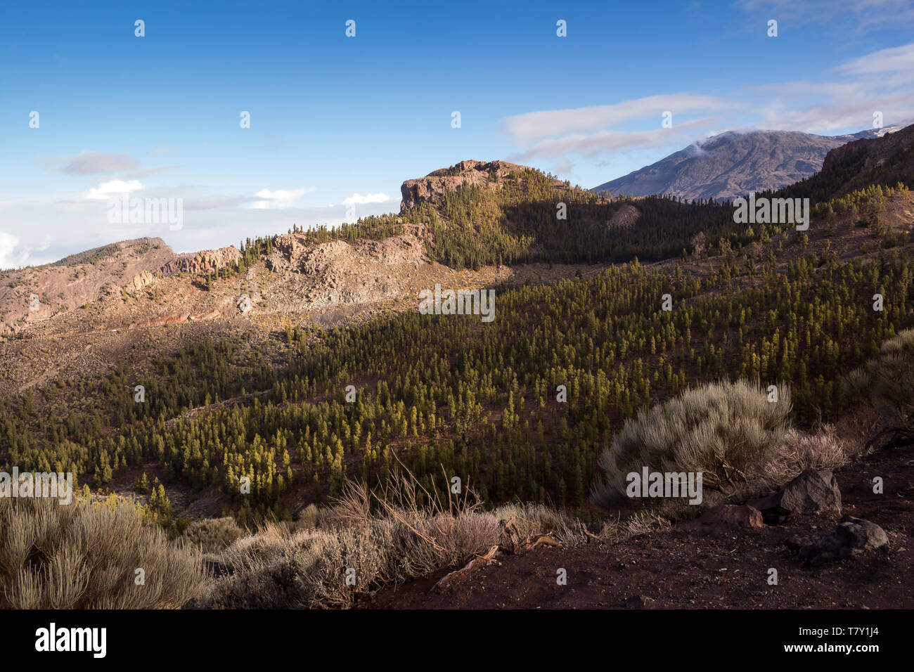 Generic vegetation, growing in the tuf in the Teide National park in ...
